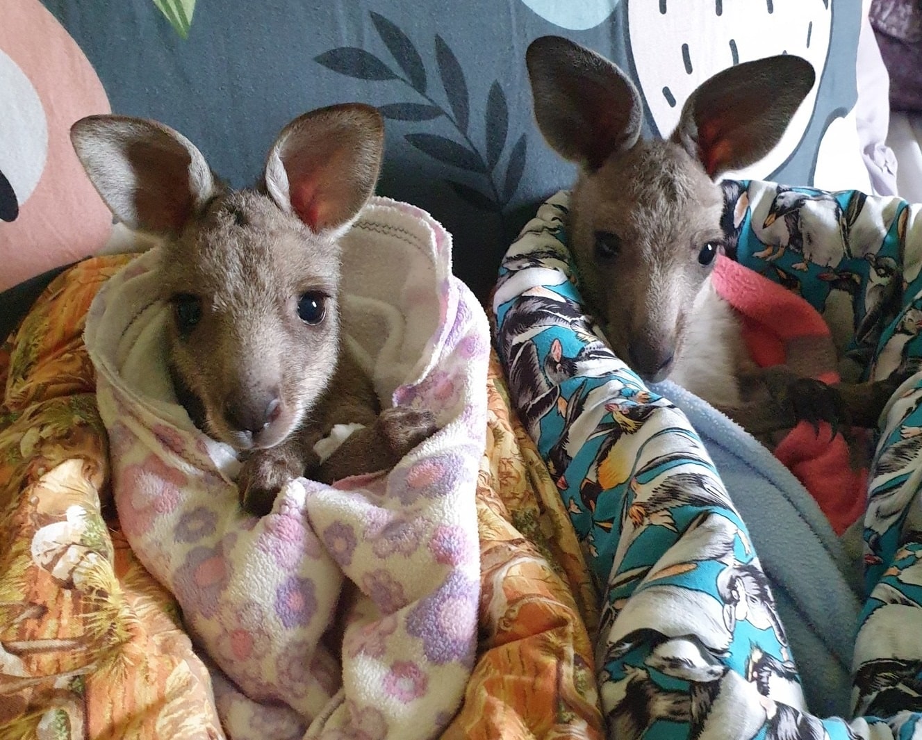 Helping native wildlife this summer - Humane World for Animals Australia
