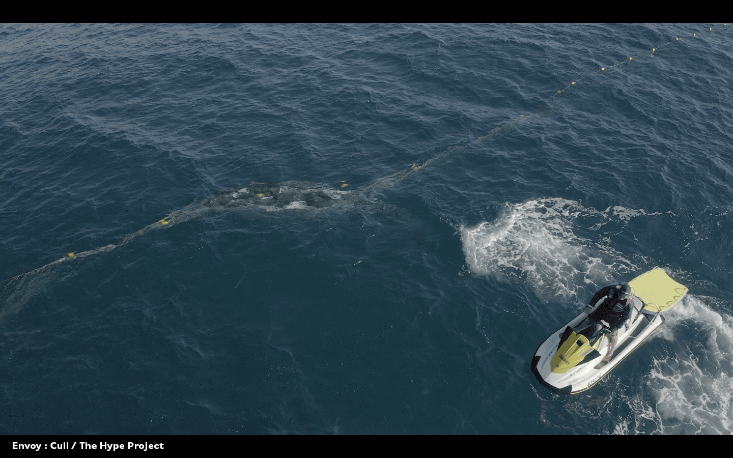 Humane Society International condemns Queensland shark nets as humpback ...