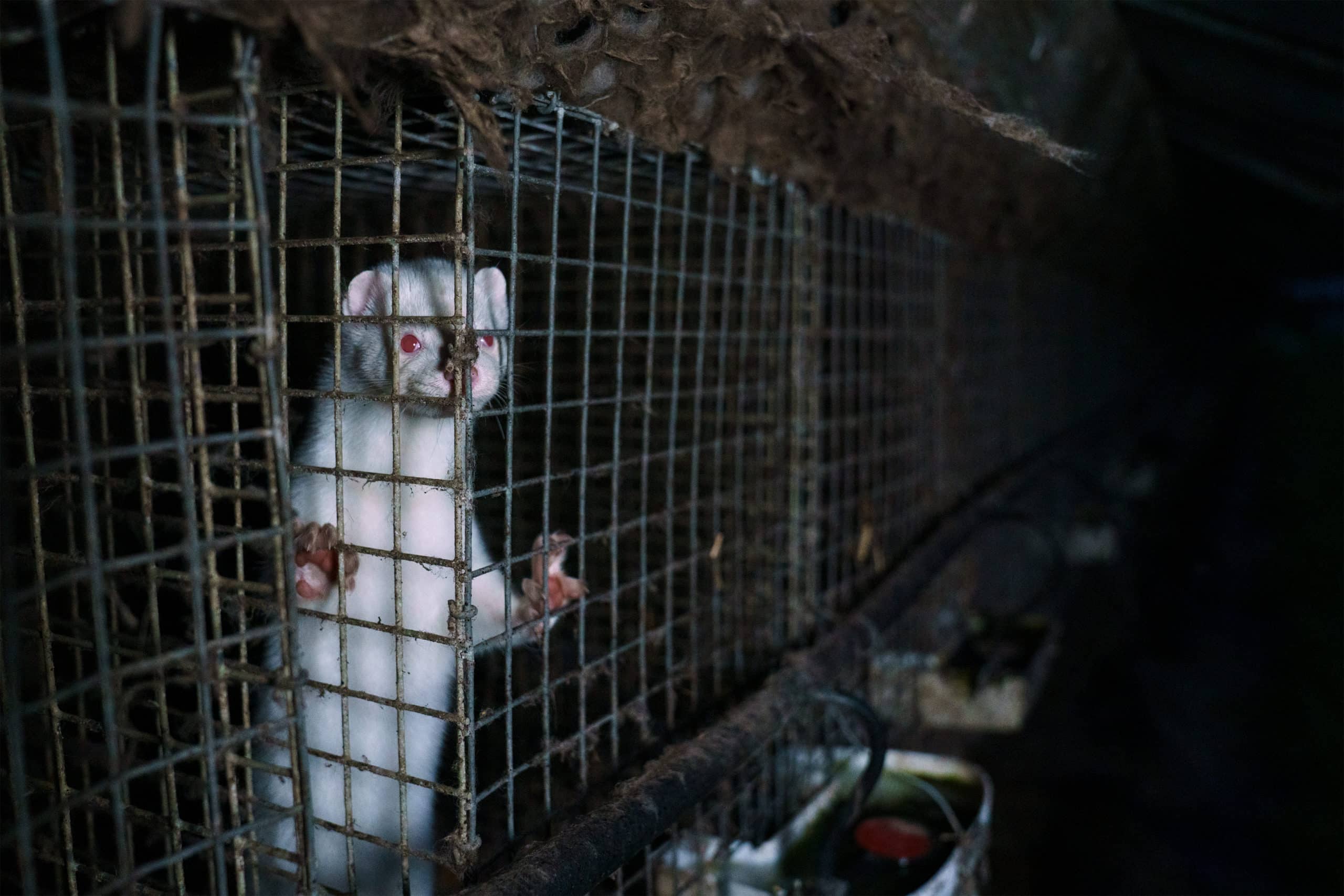Calls for global closure of mink fur farms as Dutch government orders ...