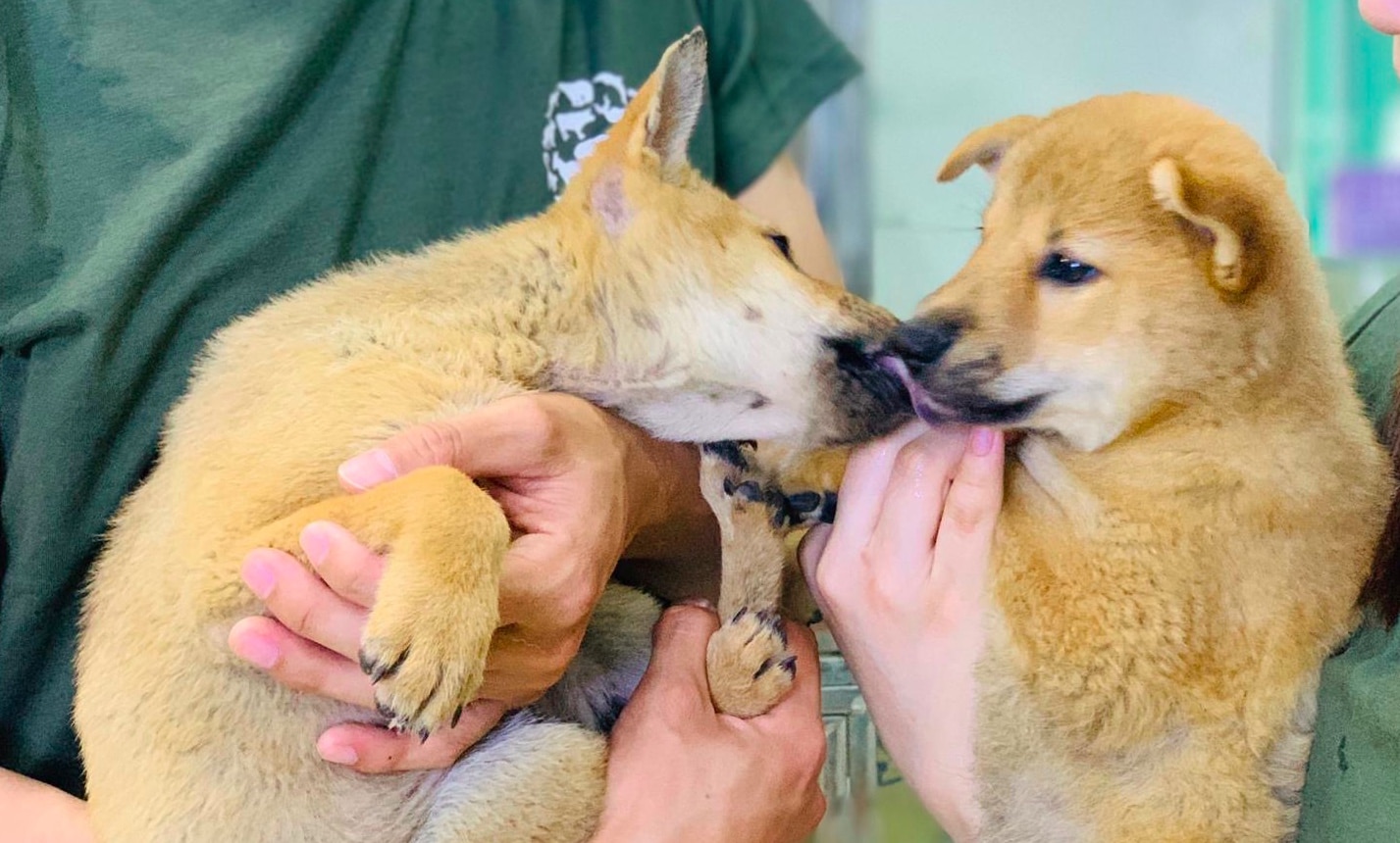 Campaigners renew calls to halt China's Yulin dog meat festival after ...