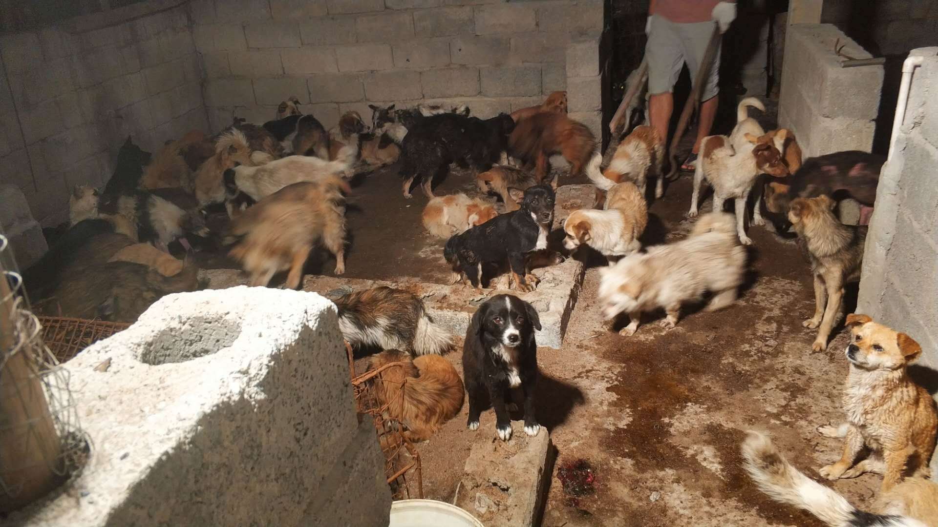 Just weeks ahead of Yulin dog meat festival, China's Agriculture ...