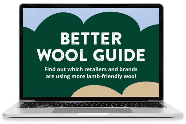 Live Lamb Cutting (Mulesing) - Humane Society International (HSI)