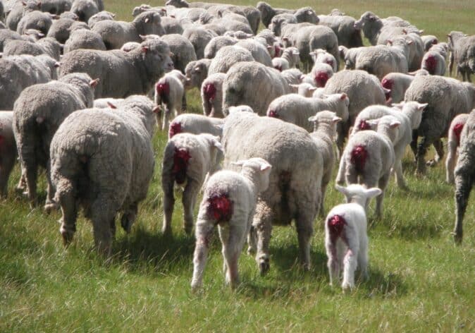 Live Lamb Cutting (Mulesing) - Humane World for Animals