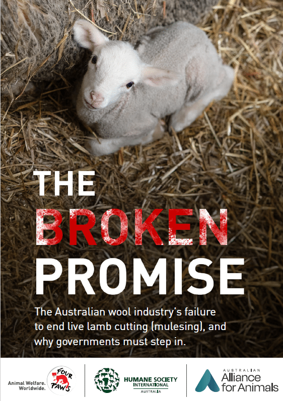 Live Lamb Cutting (Mulesing) - Humane World for Animals Australia