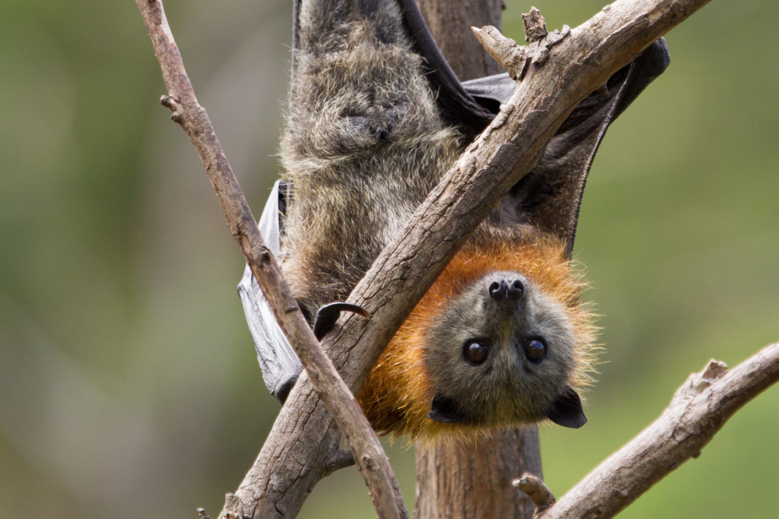 Australian Wildlife and Habitats - Humane Society International (HSI)