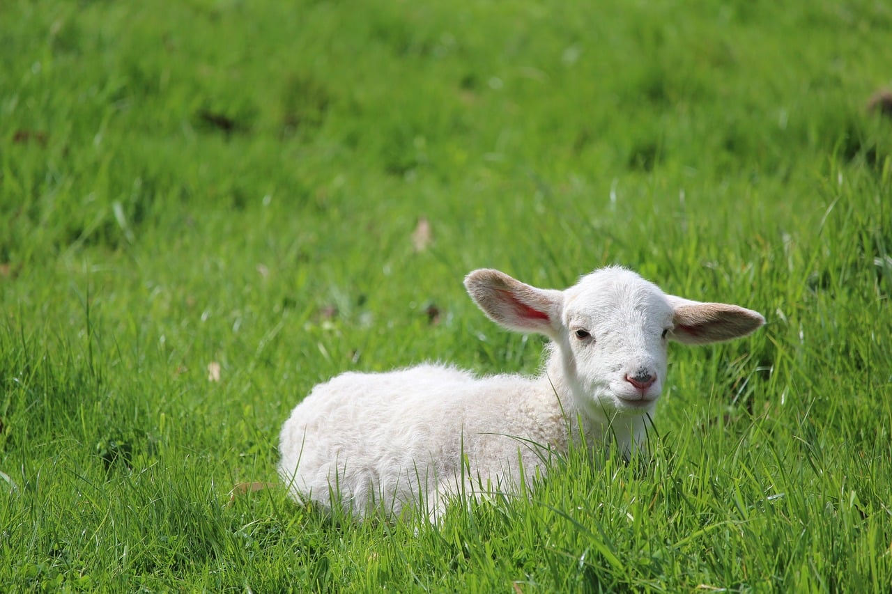 More than 100 brands commit to phasing out mulesed wool - Humane World ...