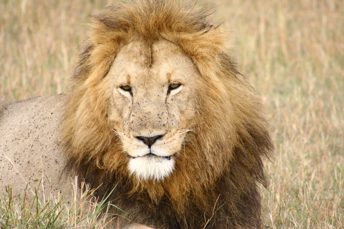 Next week HSI will be fighting for protection for the world’s most ...