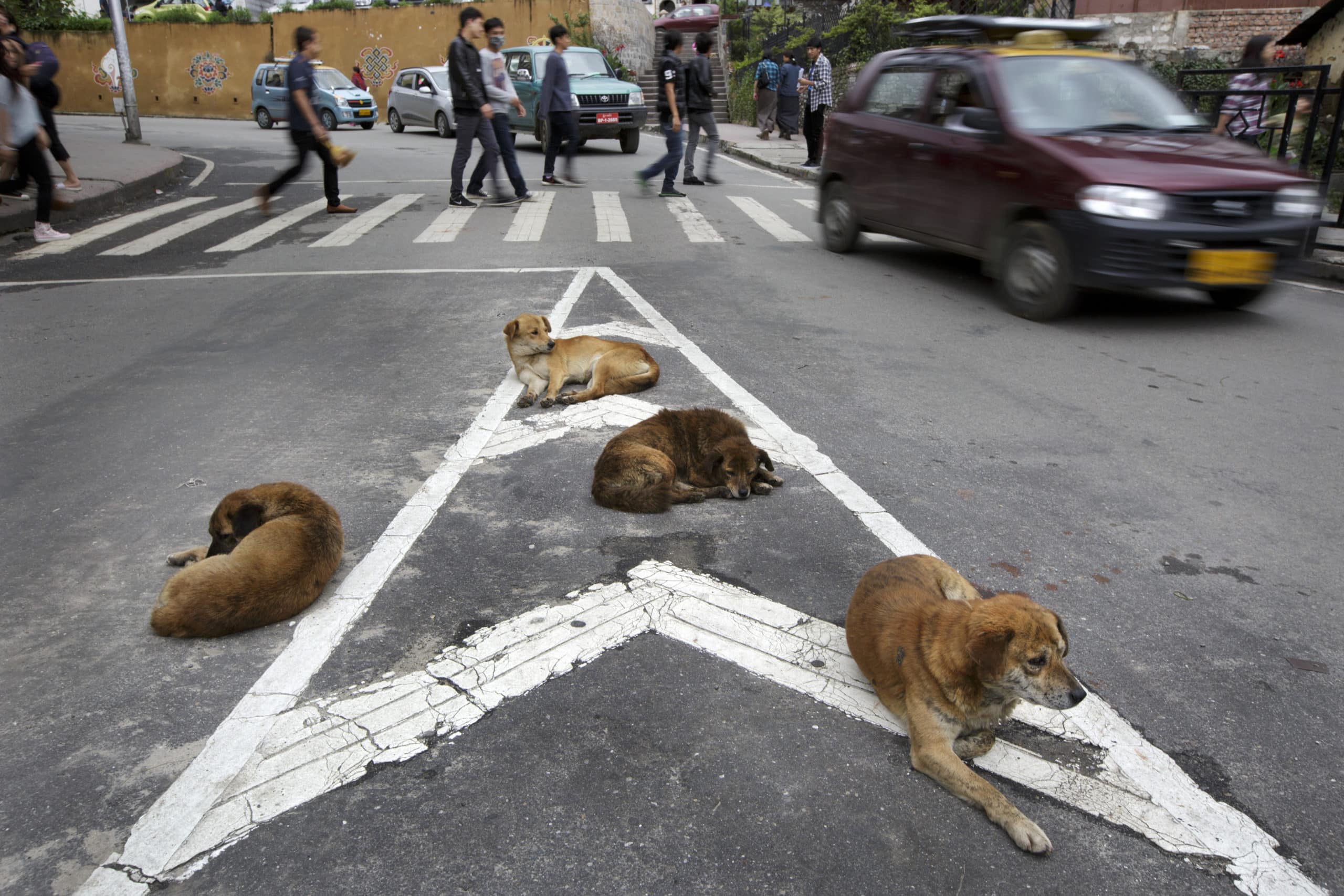 HSI’s lifesaving work for street dogs, in the Philippines and around ...