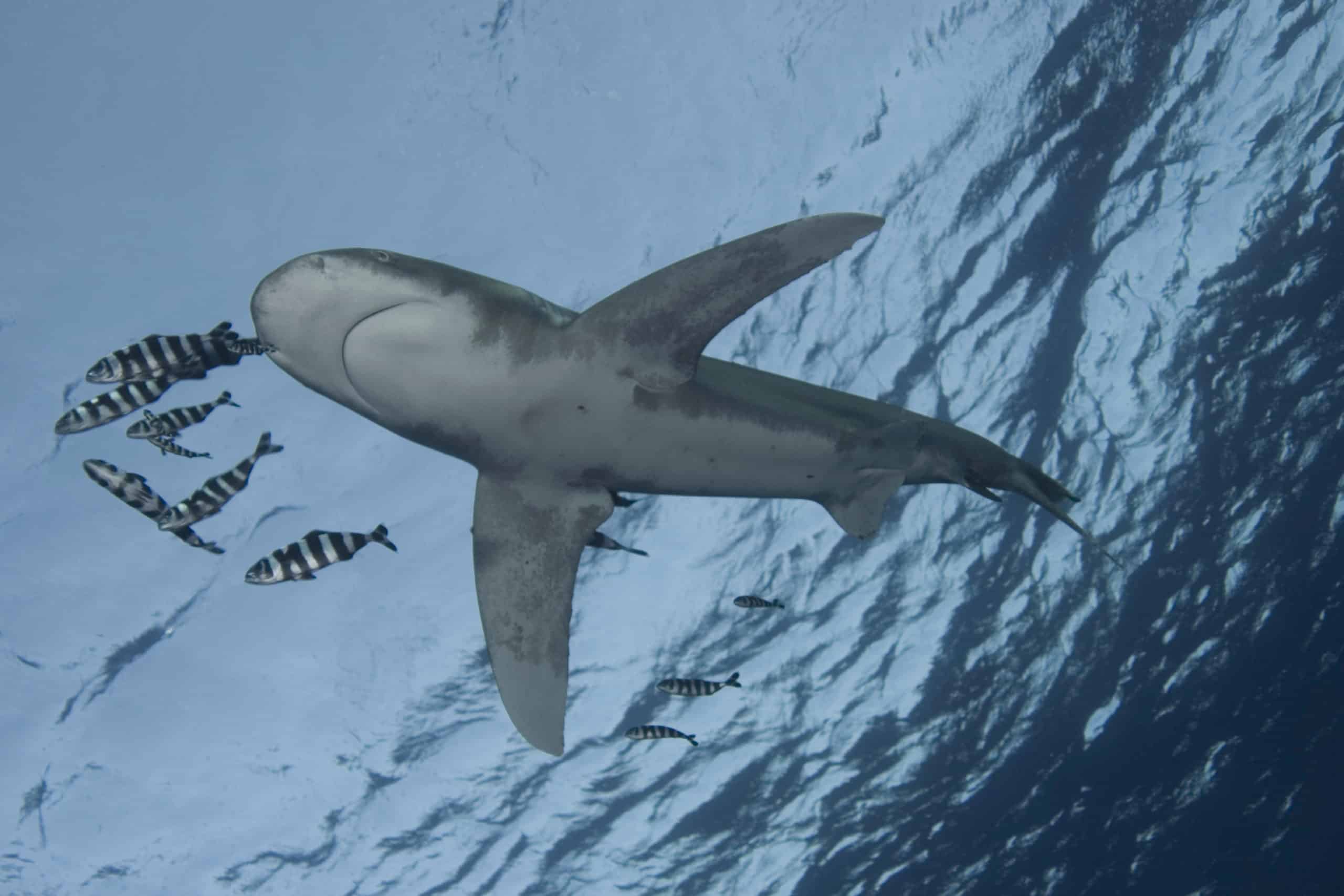 Time to get real about protecting sharks - Humane World for Animals