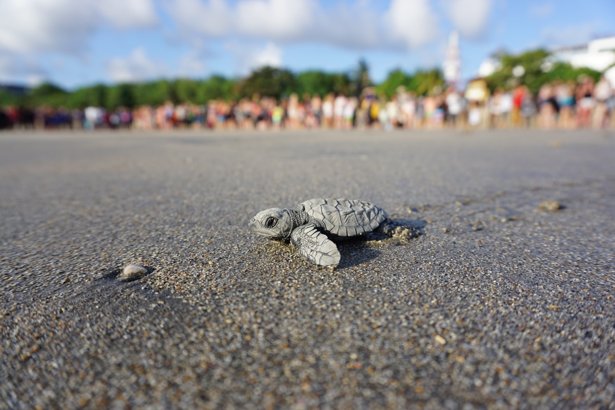 Helping to give baby sea turtles a safer start to life in Bali - Humane ...