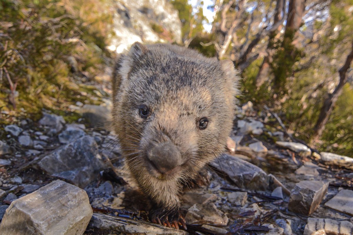 Working for wombats: a nation-wide challenge - Humane World for Animals