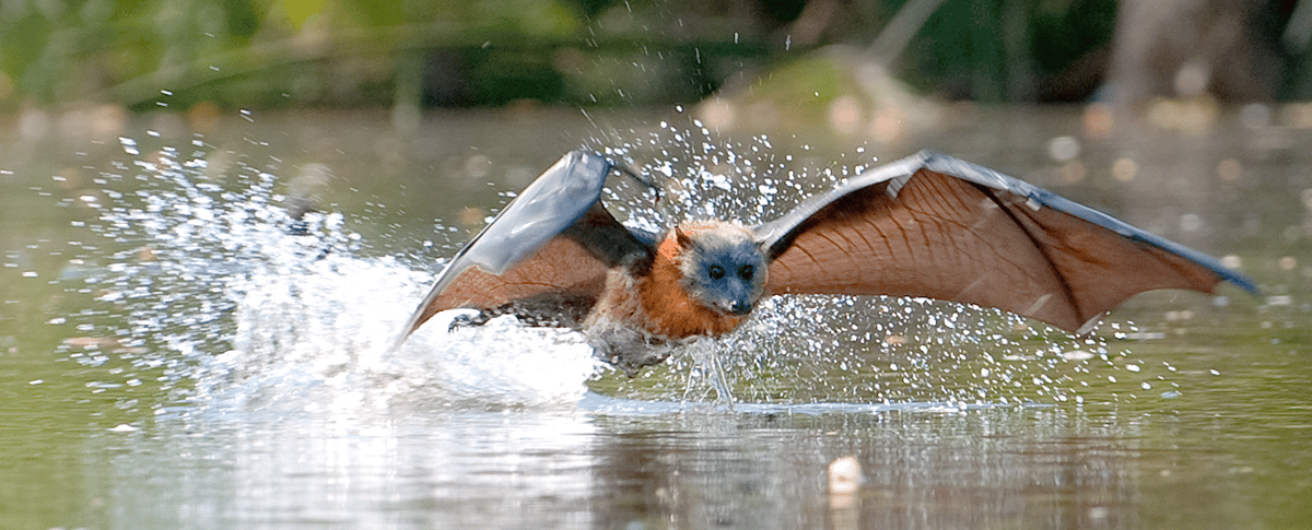 Bats aren’t spooky, but life without them would be - Humane World for ...