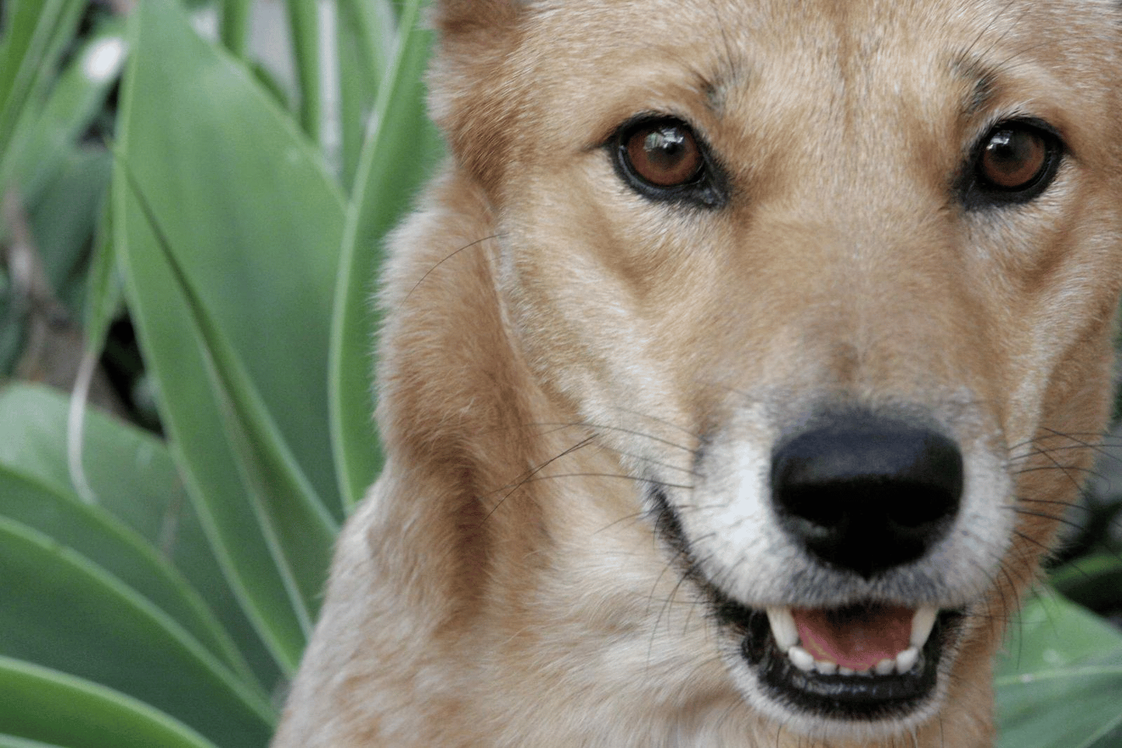 Part 2: Baits, Bullets, and Bounties - Dead dingoes don’t mean safe ...