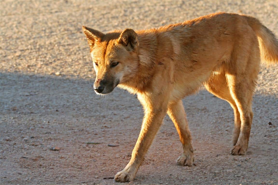 Australia’s dingoes: Vital yet villainised - Humane World for Animals