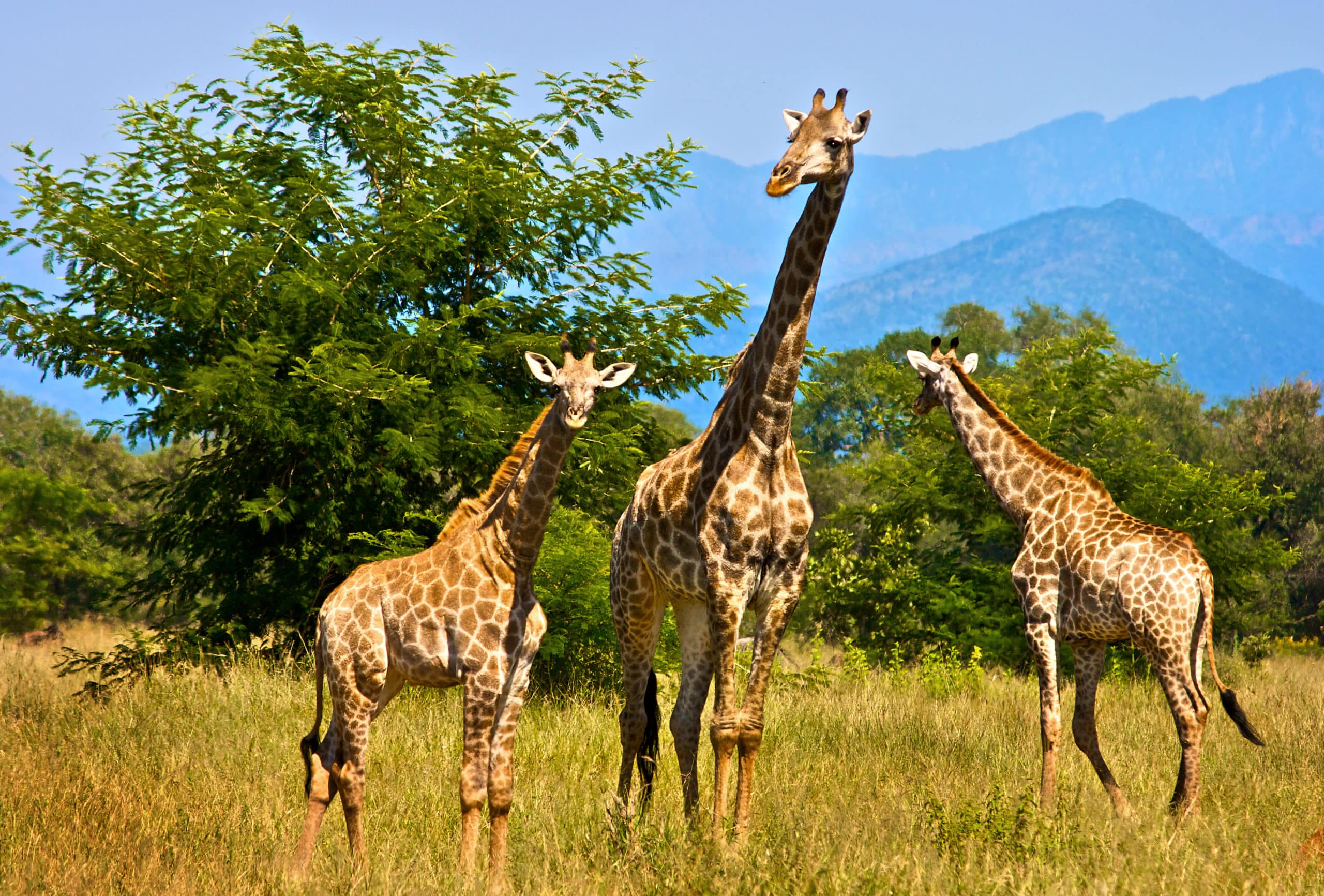 Sticking our necks out for wildlife - Humane World for Animals