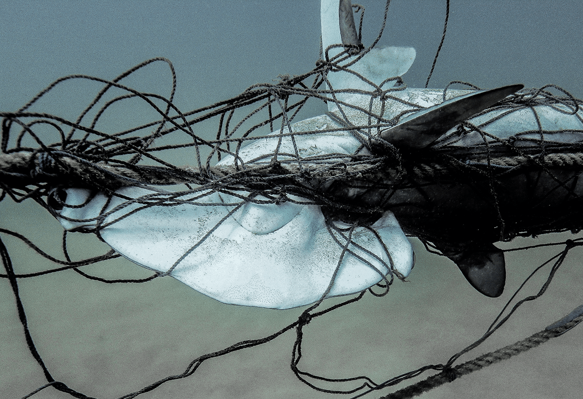 Mounting wildlife death tolls underscore NSW councils rejection of ...