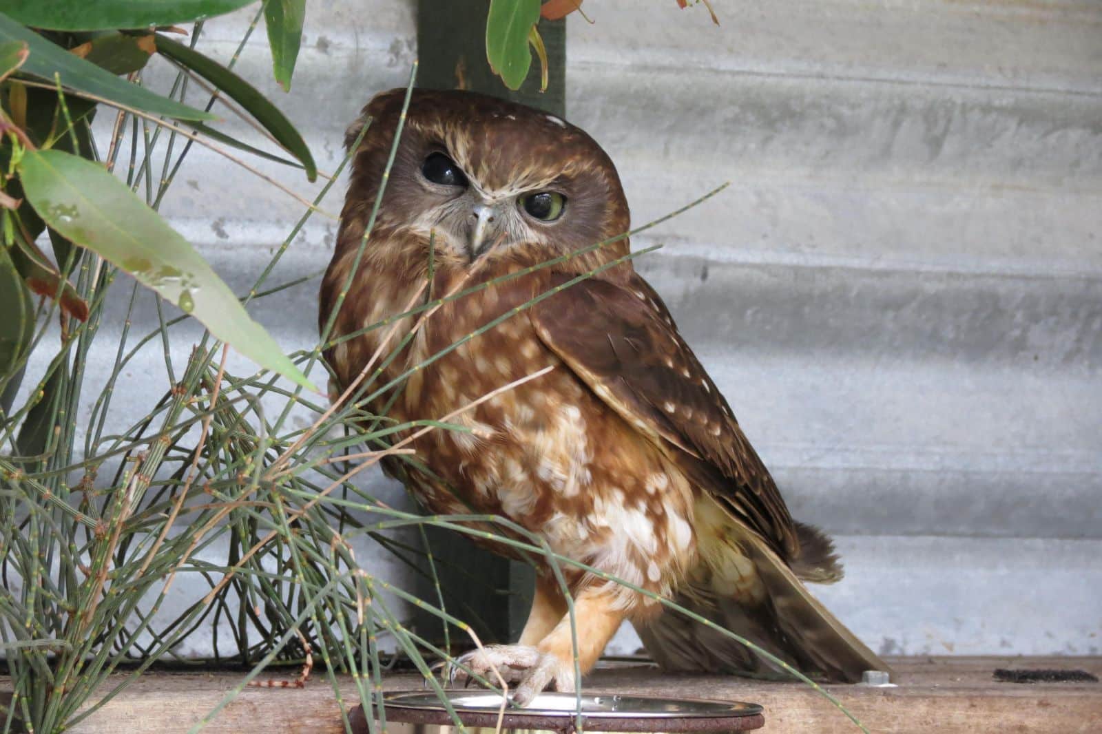 Helping Native Wildlife This Summer - Humane Society International (HSI)