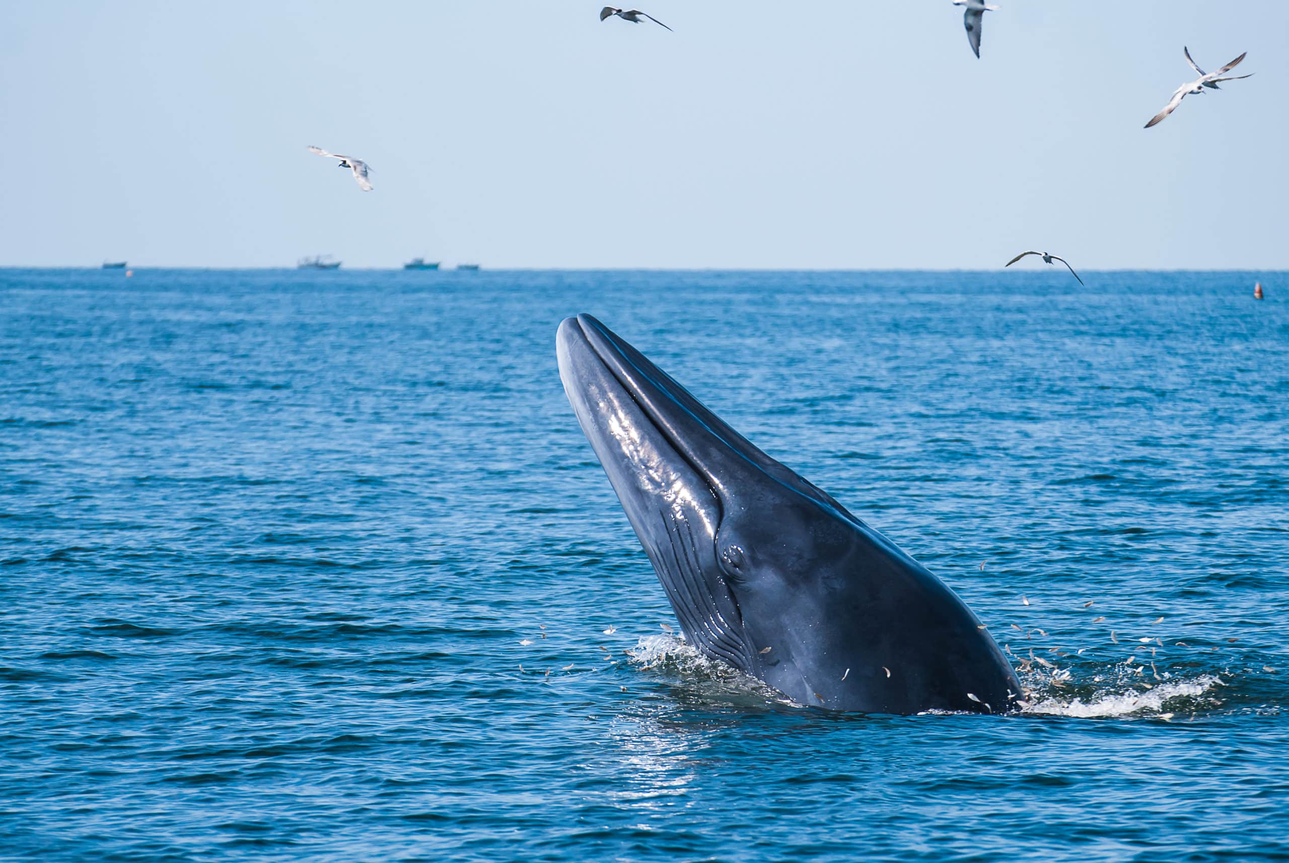 Whaling ban celebrates 40th anniversary - Humane World for Animals