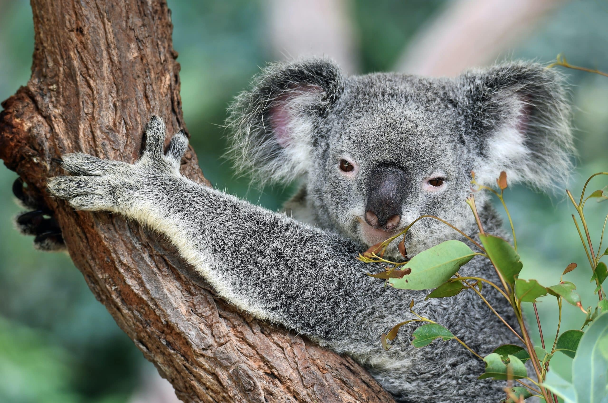 Alarming research shows 57 per cent decline in koala populations ...