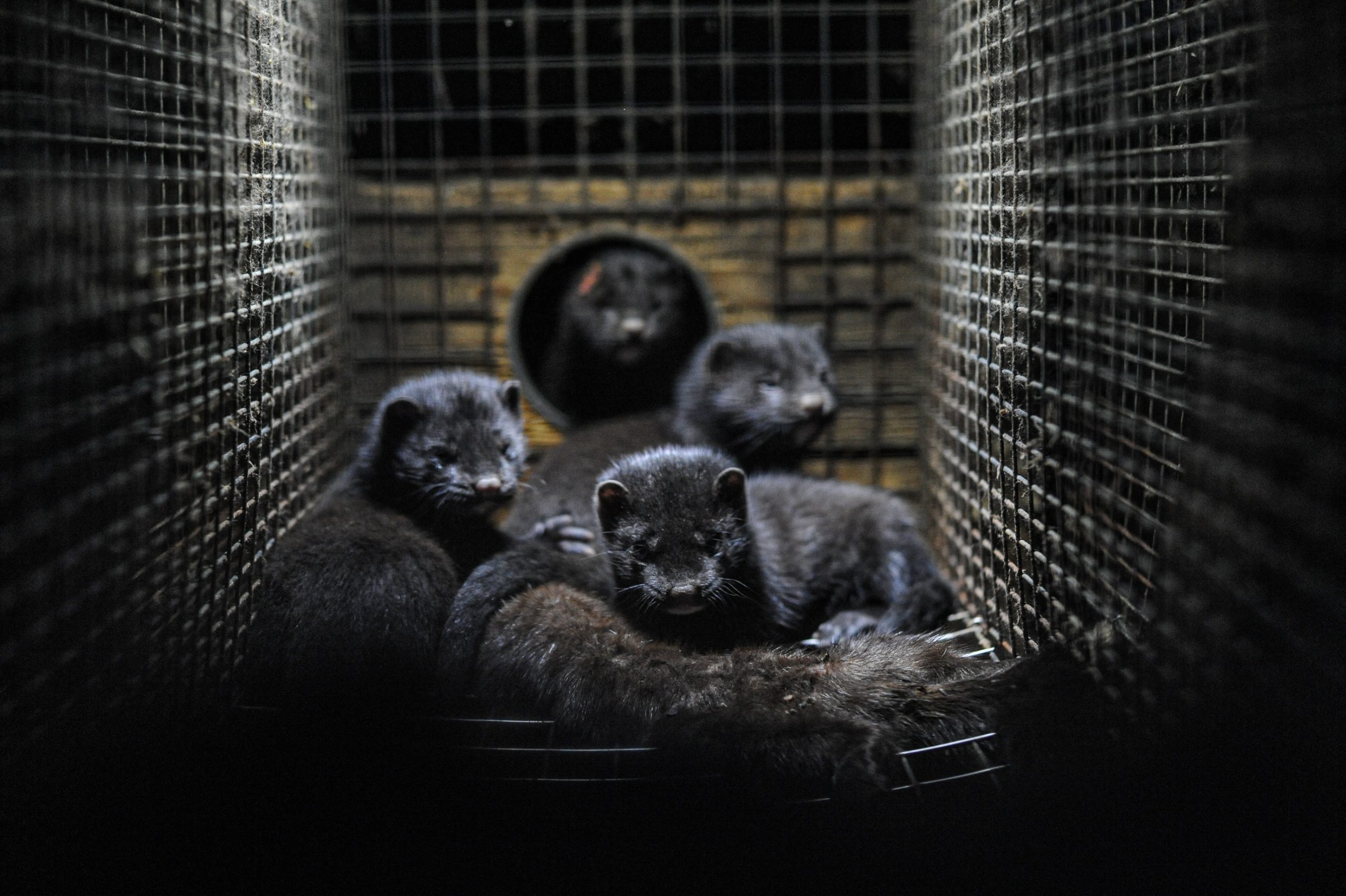 Denmark calls for total mink cull on all fur farms amidst COVID-19 ...