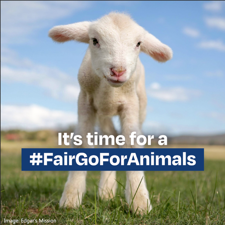 Stronger Animal Welfare Laws - Humane World for Animals Australia