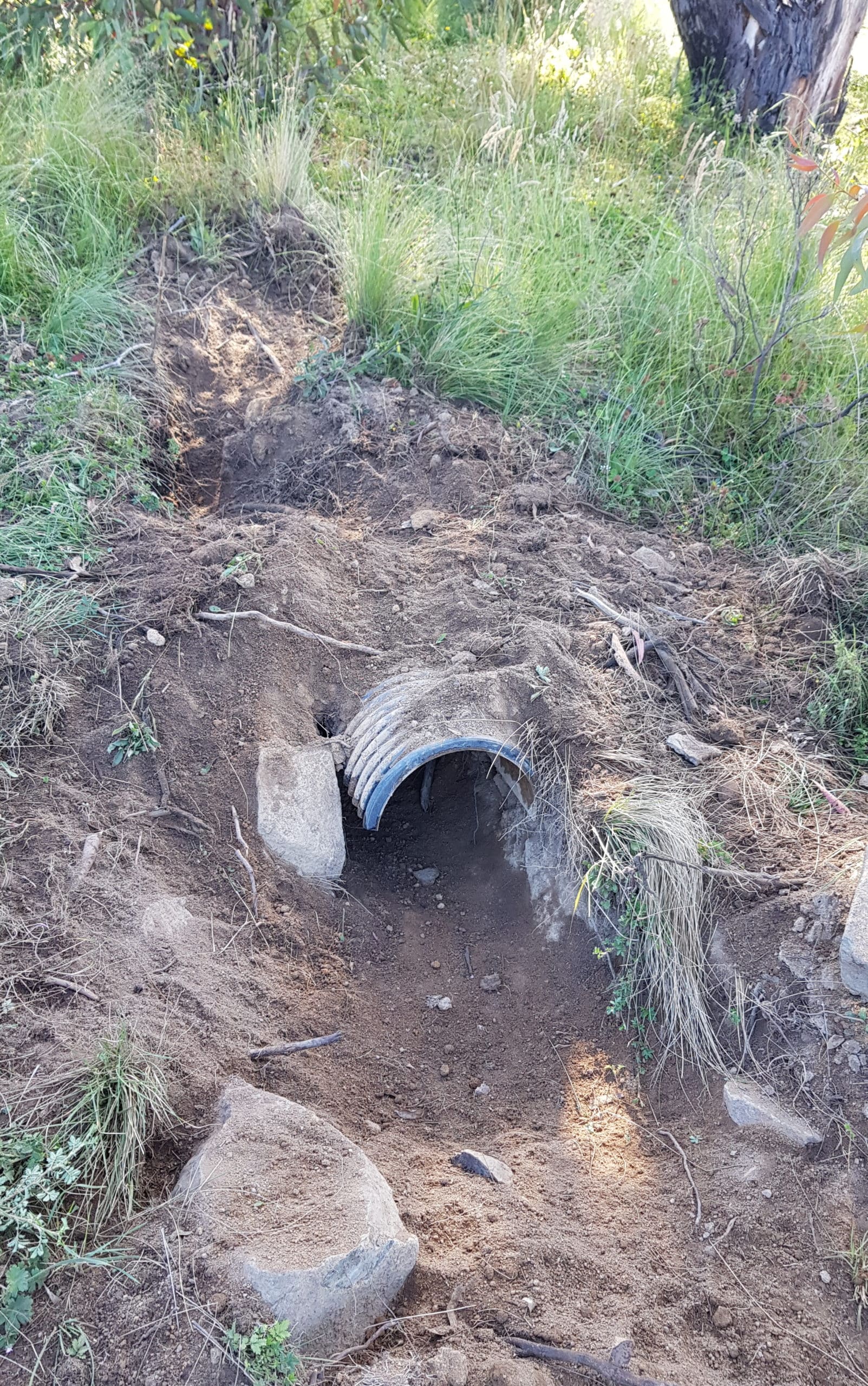 Guest Blog: Mingling Wombats - Humane World for Animals Australia