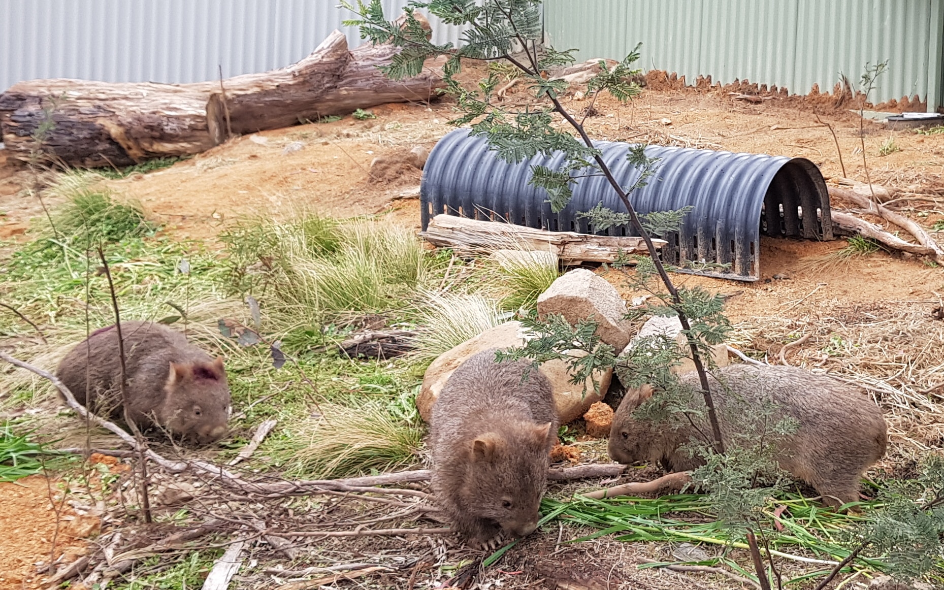 Disaster Response in 2022 - Humane World for Animals