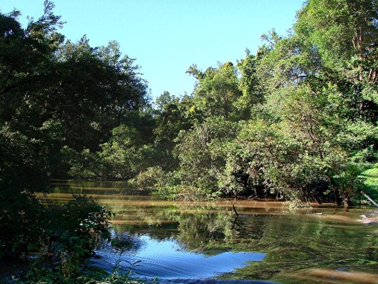 Barachi - Humane World for Animals