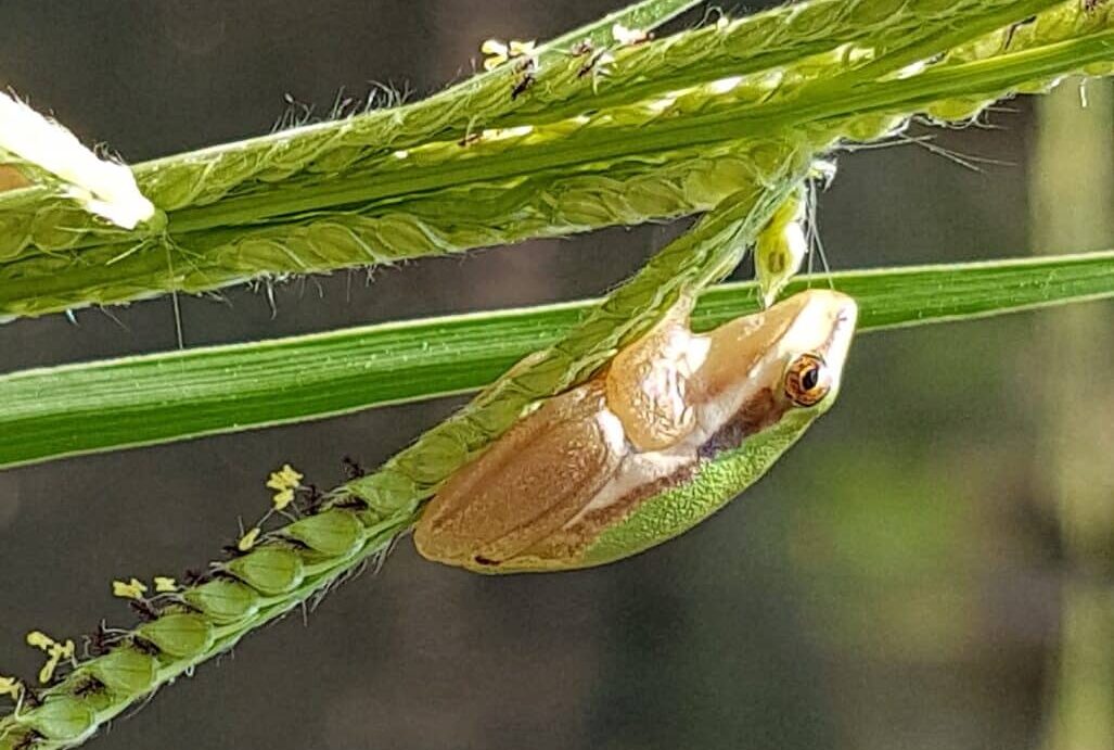 The Treehouse - Humane World for Animals