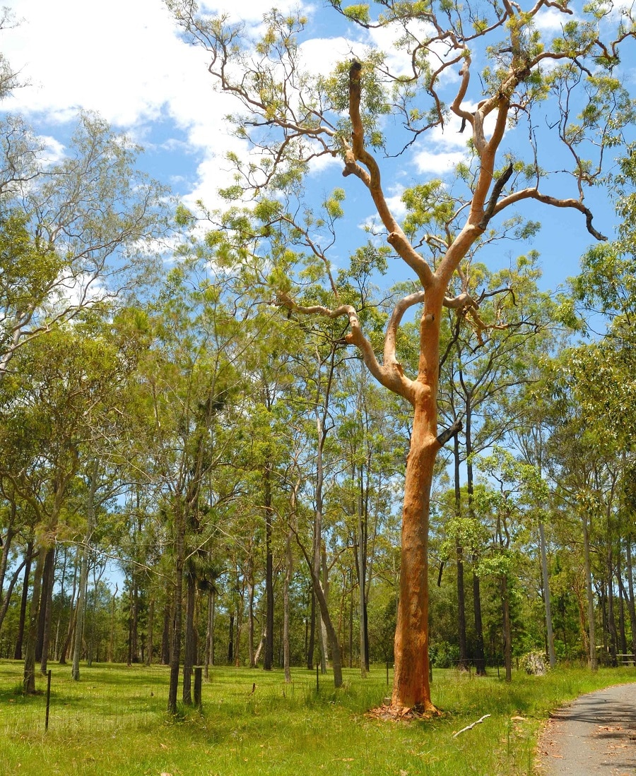 Brushtail Manor - Humane World for Animals