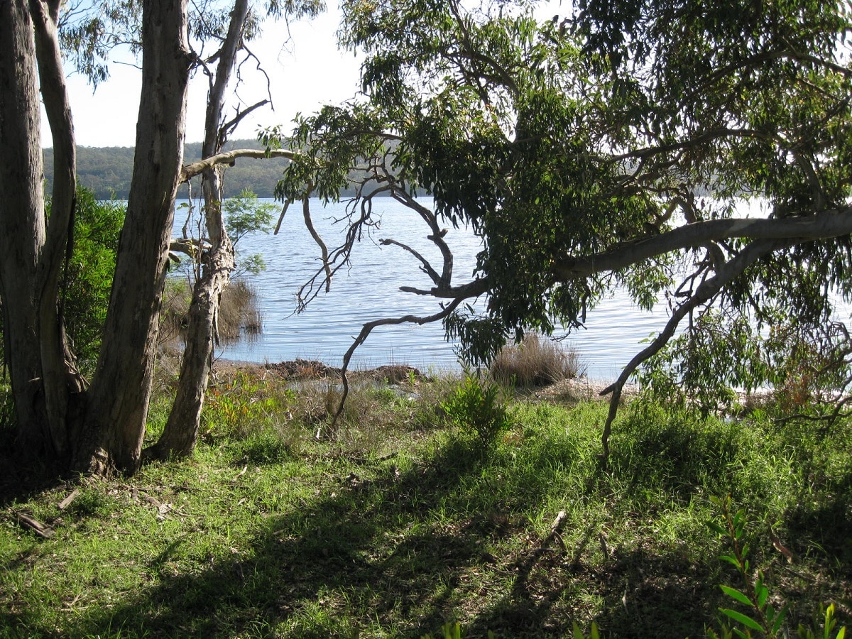 Watery Fowls - Humane World for Animals Australia