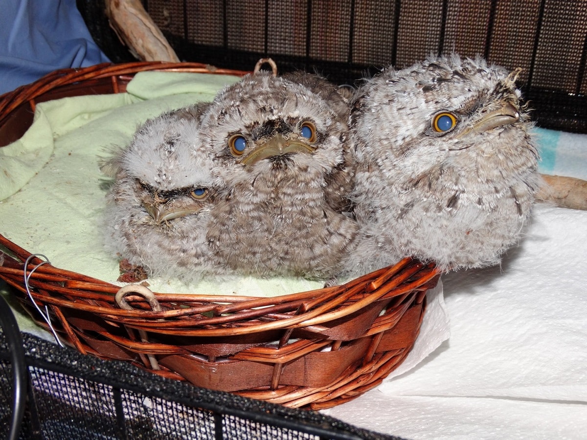 Valley View - Humane World for Animals