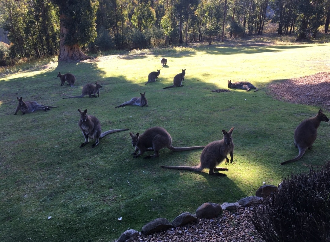 Endor - Humane World for Animals