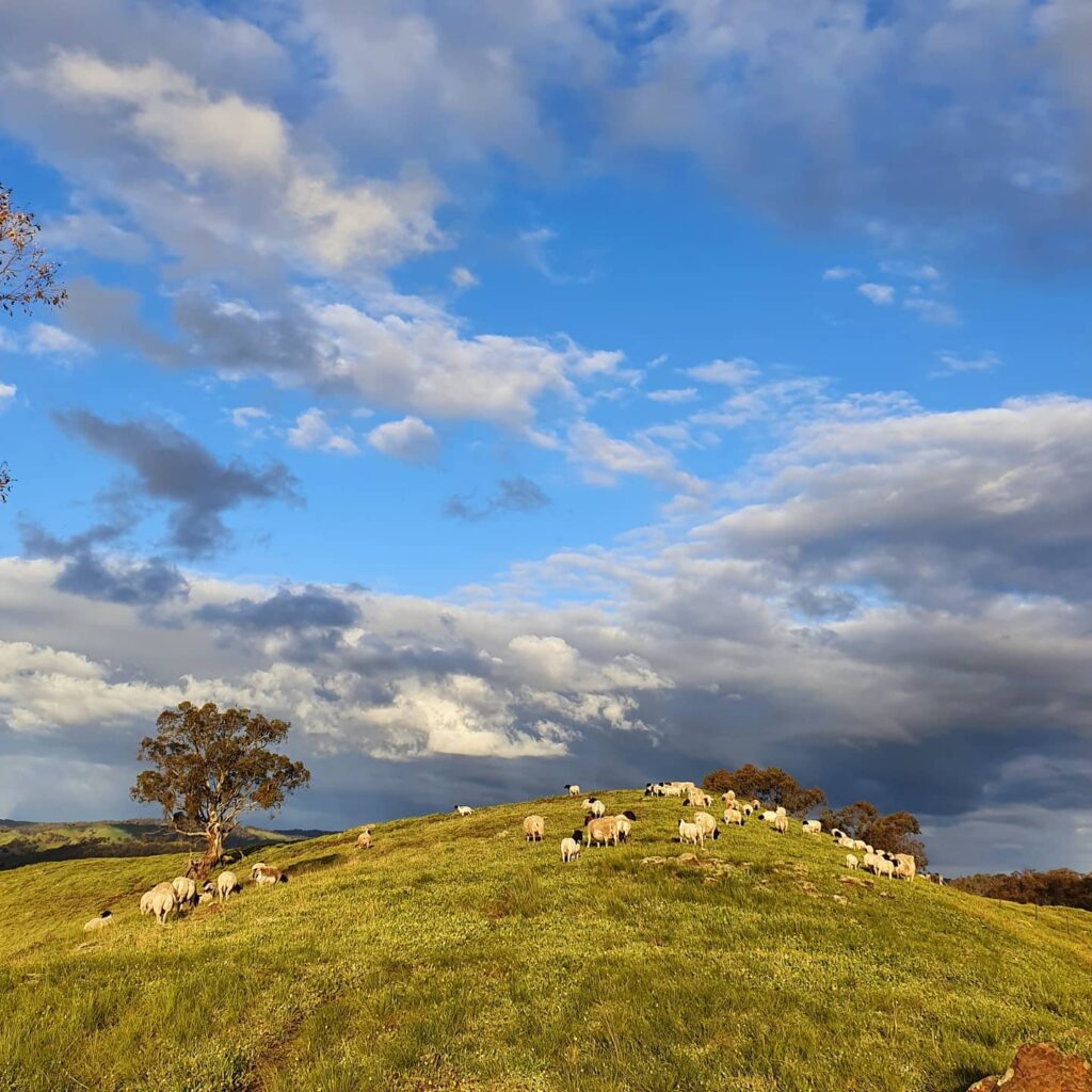 Highfield Farm and Woodland - Humane Society International (HSI)
