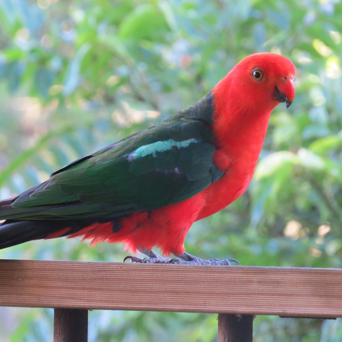 Treetops - Humane World for Animals