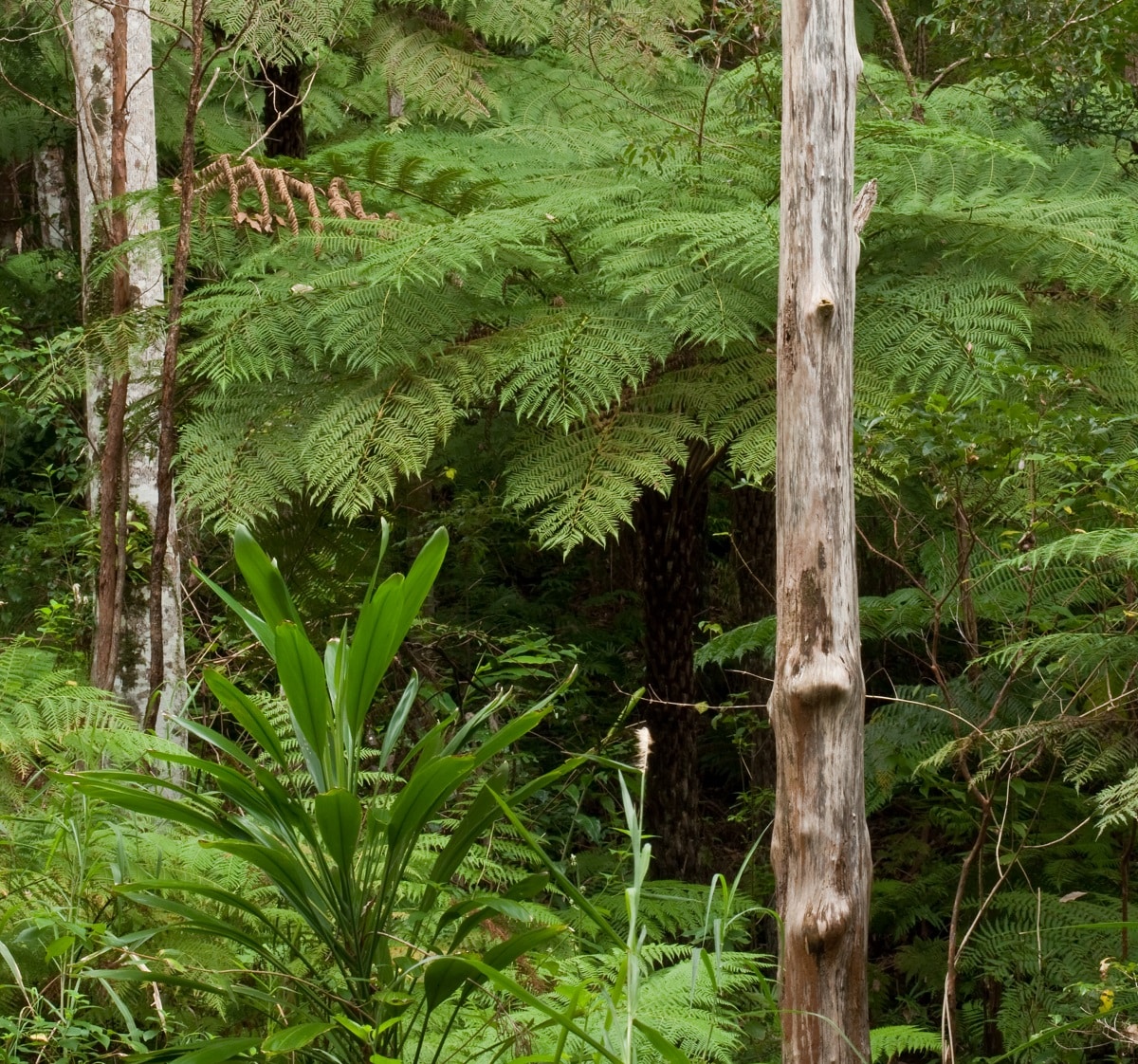 Advaita Way - Humane World for Animals