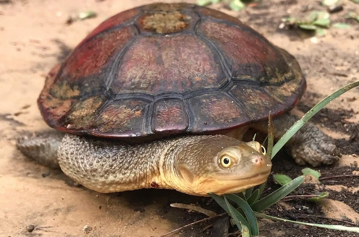 The Styx - Humane World for Animals