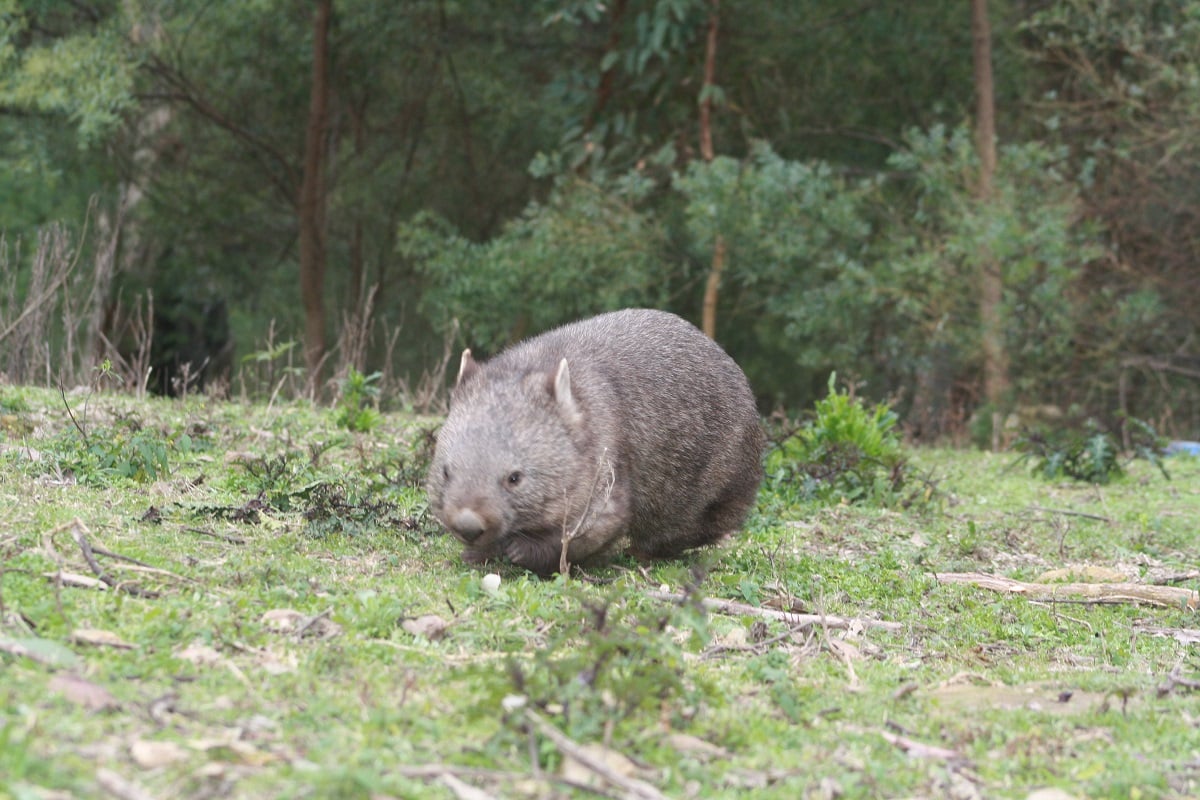 Cedar Creek Wombat Rescue - Humane World for Animals