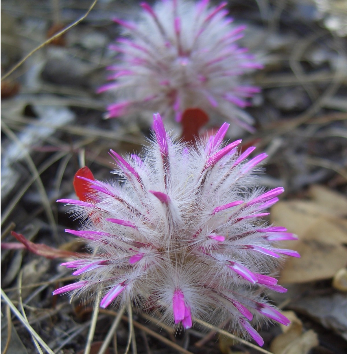 Ellenbrae - Humane World for Animals