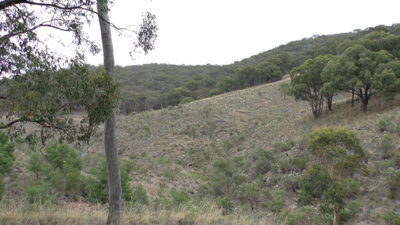 Kangaroo Keep - Humane World for Animals