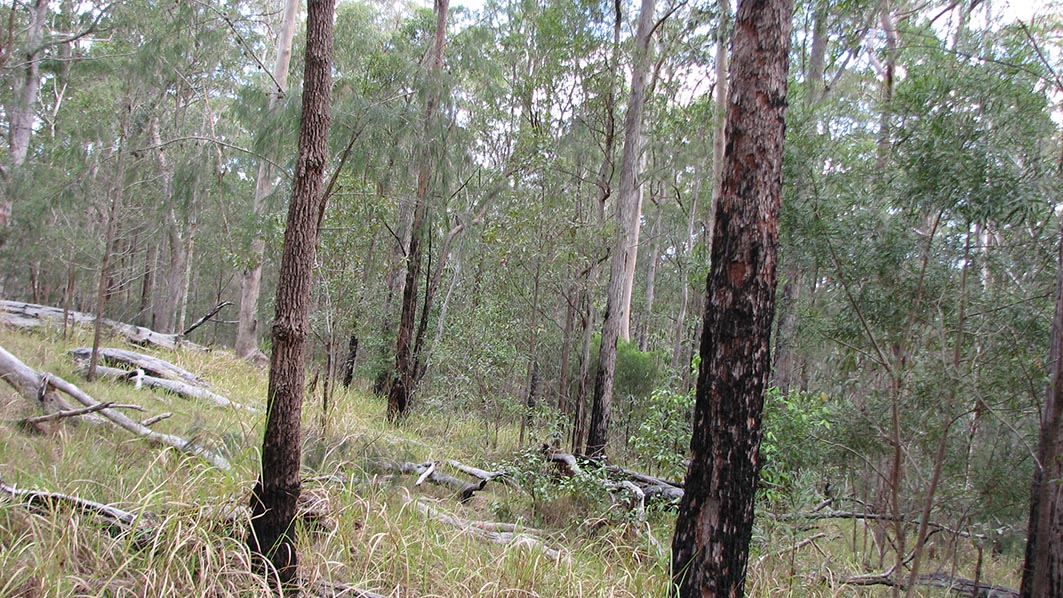 Ballow View - Humane World for Animals Australia