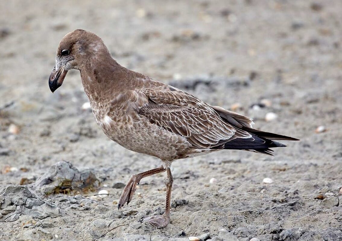 Ngara - Humane Society International (HSI)