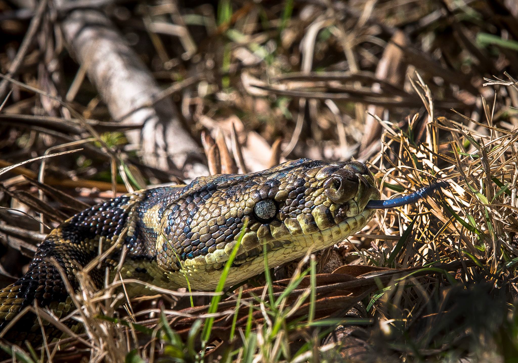 Noosa Private Nature Reserve - Humane World for Animals Australia