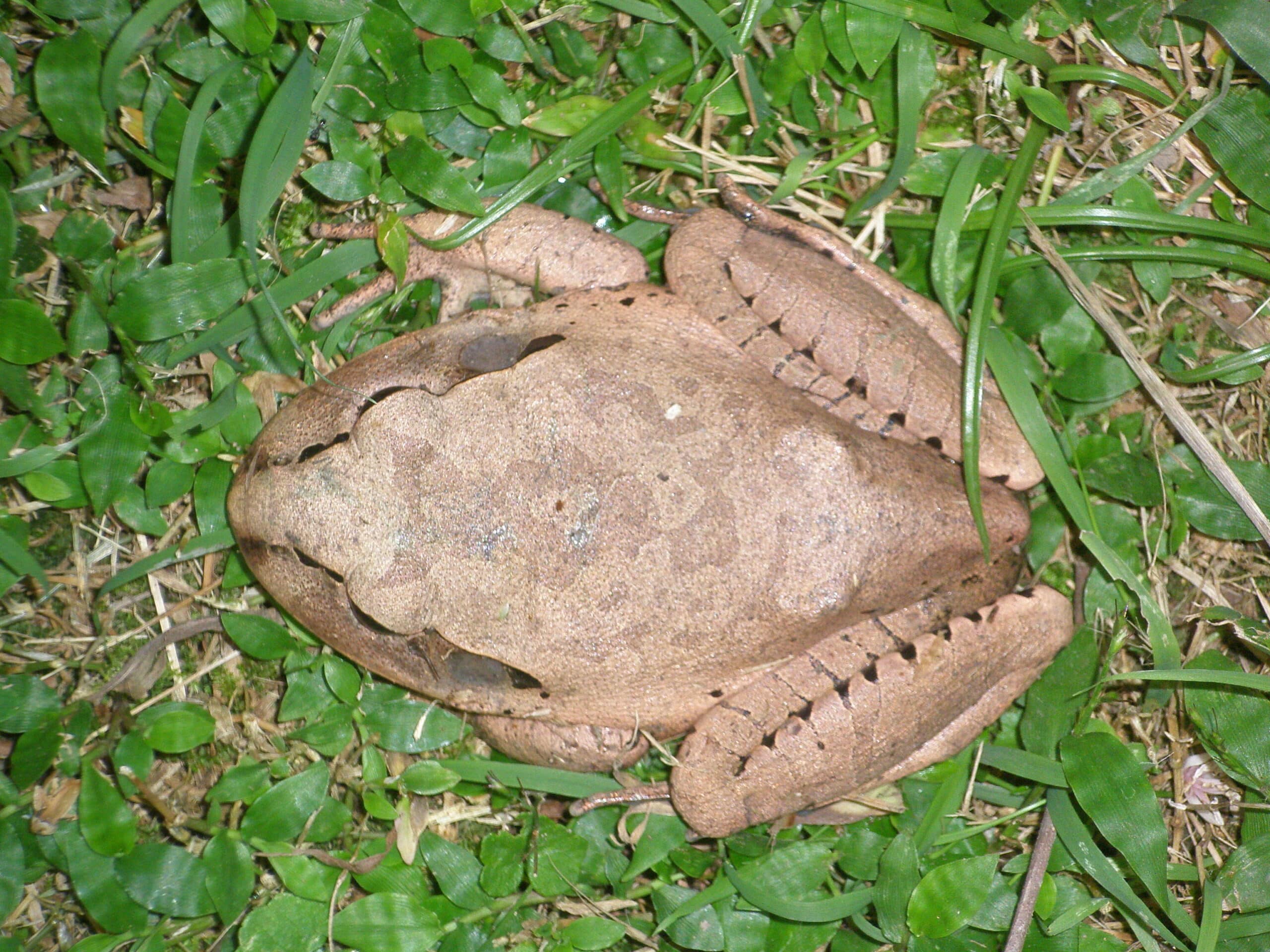 Girin - Humane World for Animals