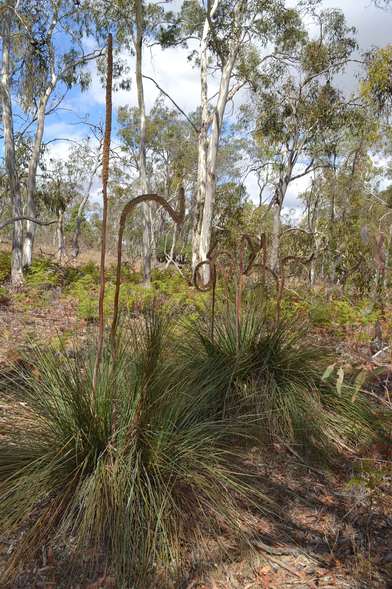Stringybark Sanctuary - Humane World for Animals