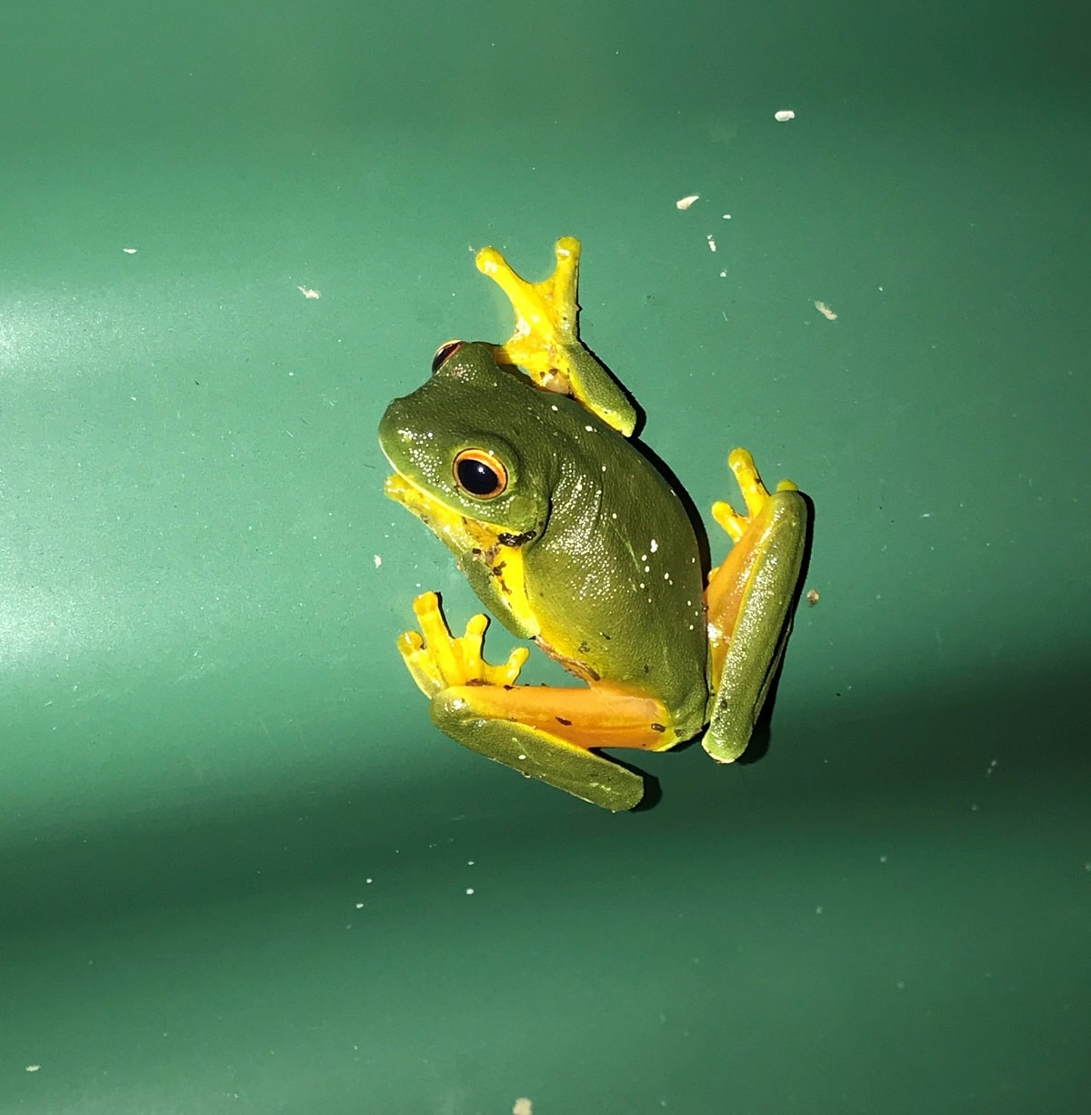 Litoria Springs Nature Refuge - Humane World for Animals