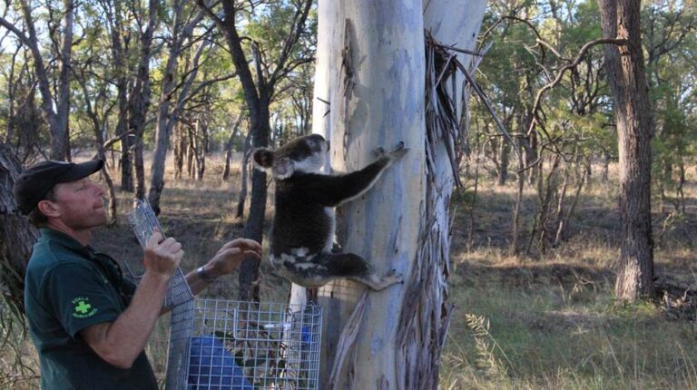 Durong Dingo Sanctuary - Humane World for Animals