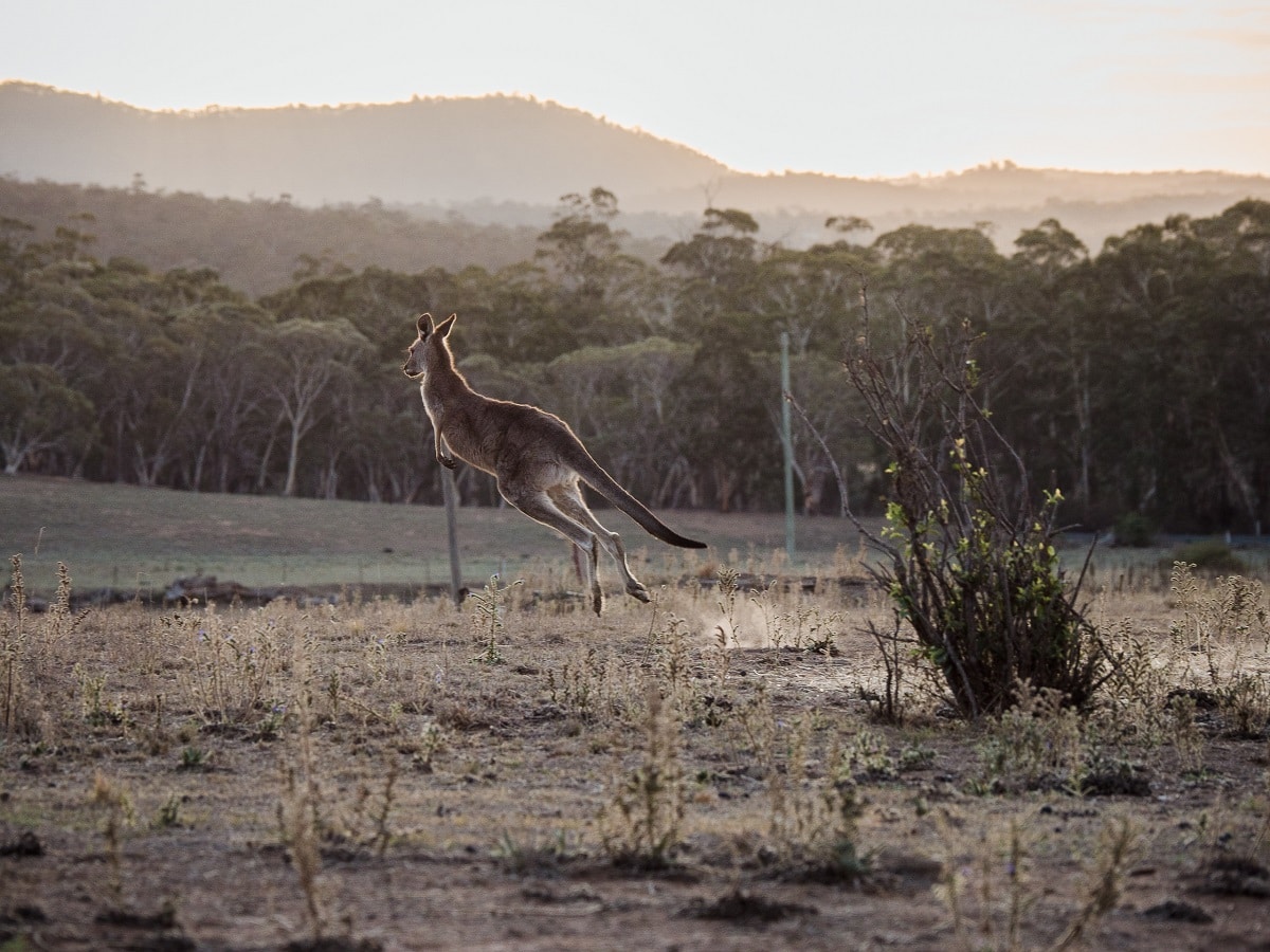 Mandjura - Humane World for Animals