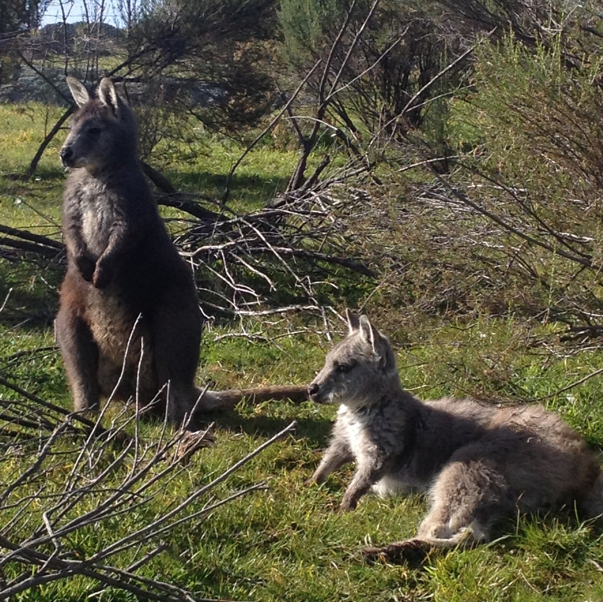 Aurora - Humane World for Animals