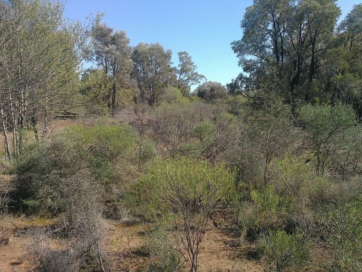Jandamarra Refuge - Humane World for Animals